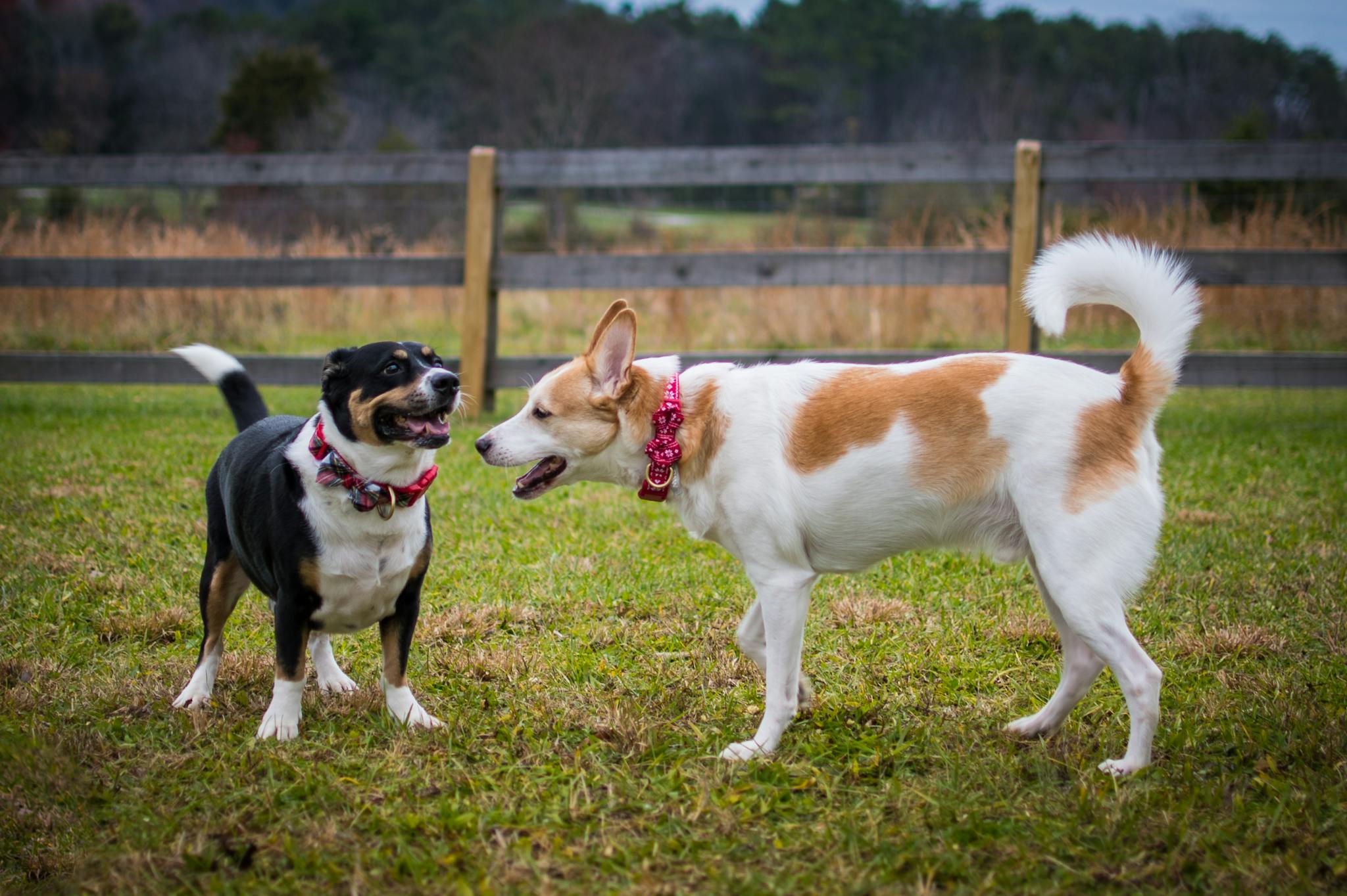 How to Curb Excessive Barking in Dogs | MVS Animal Clinic